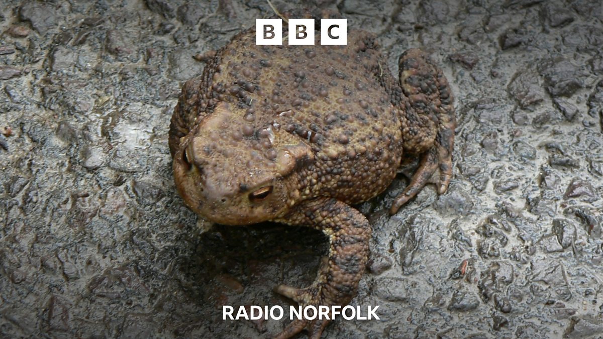 BBC Radio Norfolk - BBC Radio Norfolk, Helping Norfolk’s toads cross ...