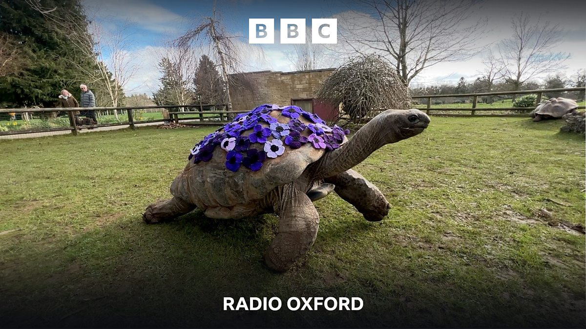 BBC Radio Oxford - BBC Radio Oxford, Remembering animals of war