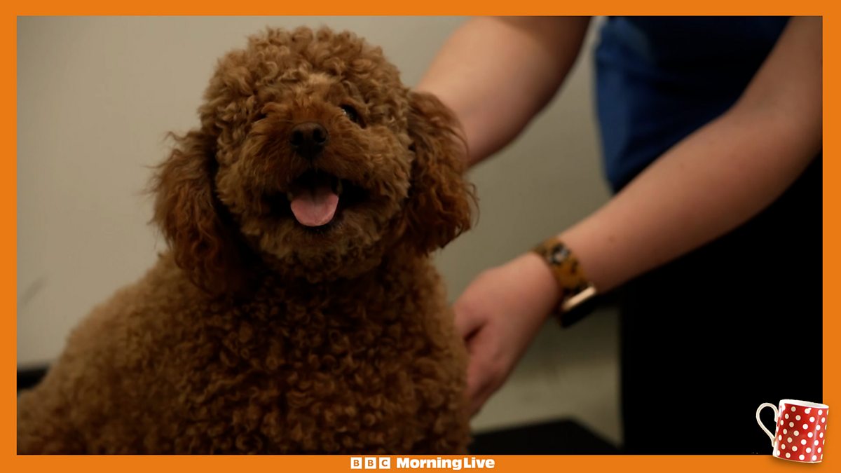 BBC One - Morning Live, How to give your pet a balanced diet