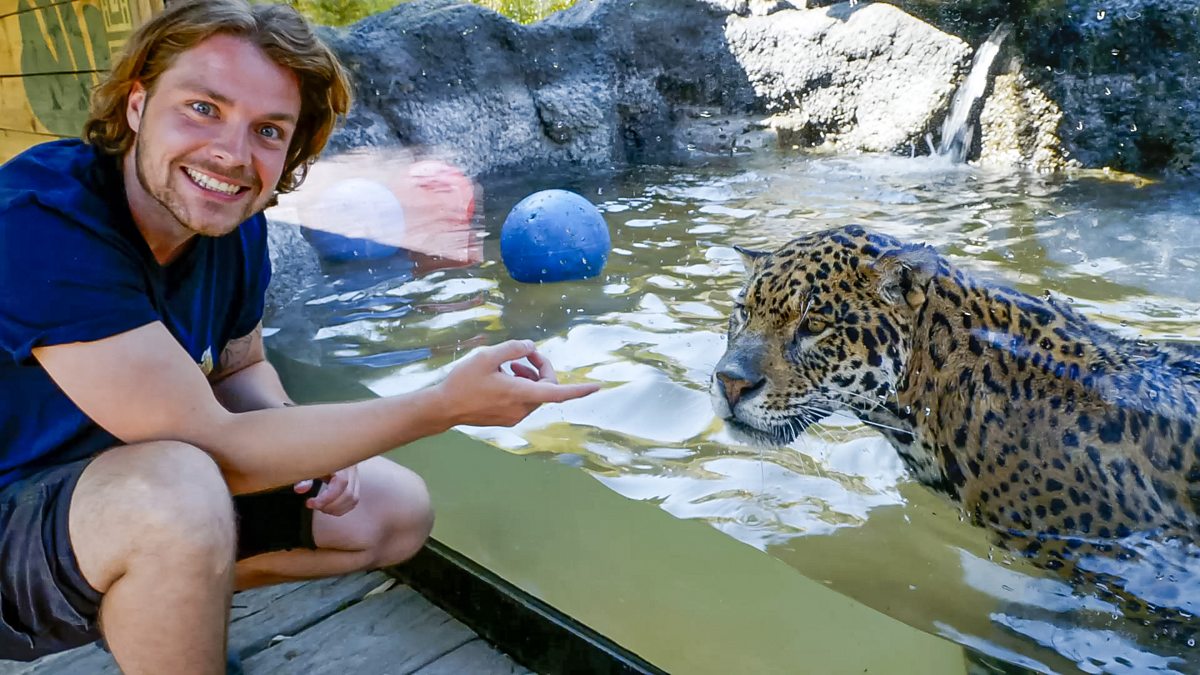 One Zoo Three - Series 4: 6. Strong Swimmers - BBC iPlayer