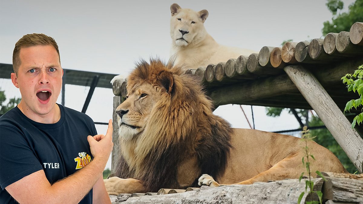 One Zoo Three - Series 4: 9. Roommates - BBC iPlayer