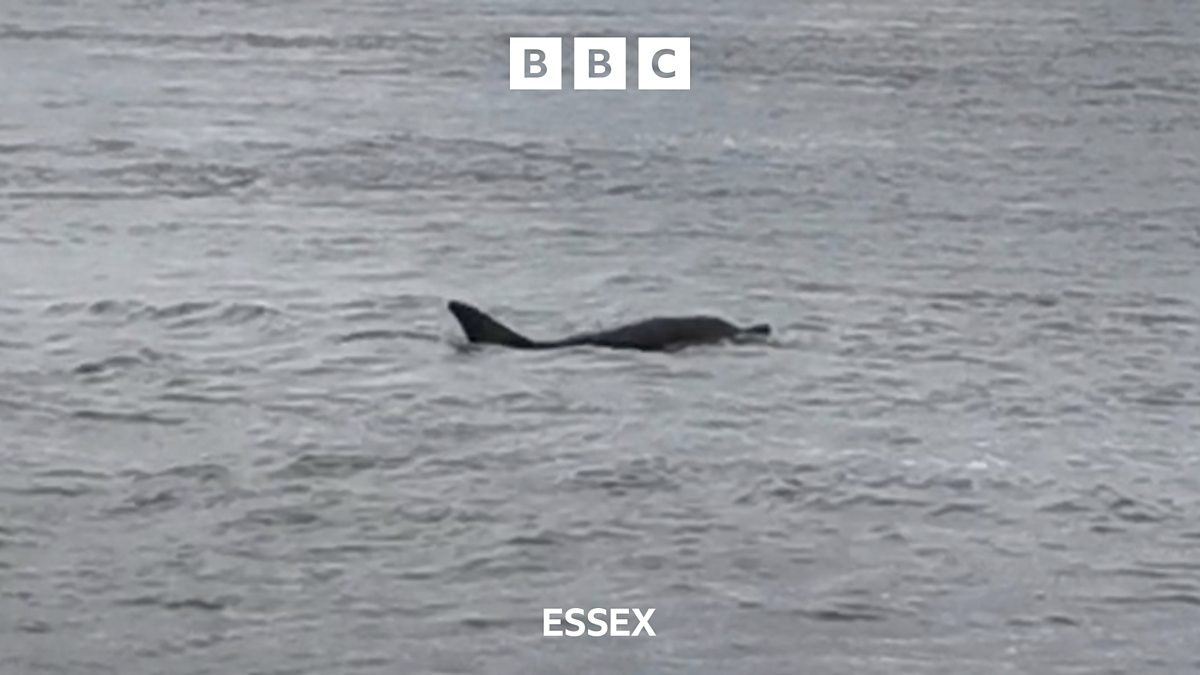 BBC Essex - BBC Essex, Pod of dolphins spotted near Tilbury