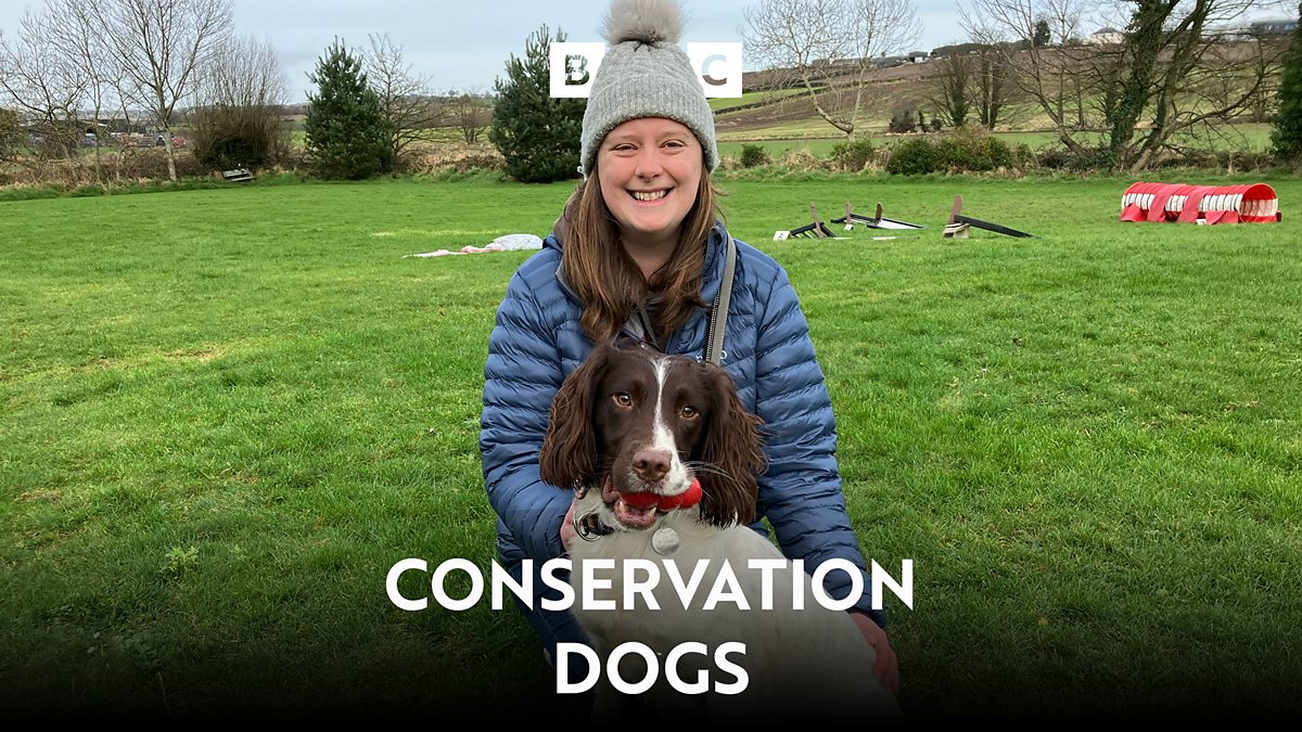 BBC Radio Ulster - Countryside, Conservation dogs, Conservation Dogs