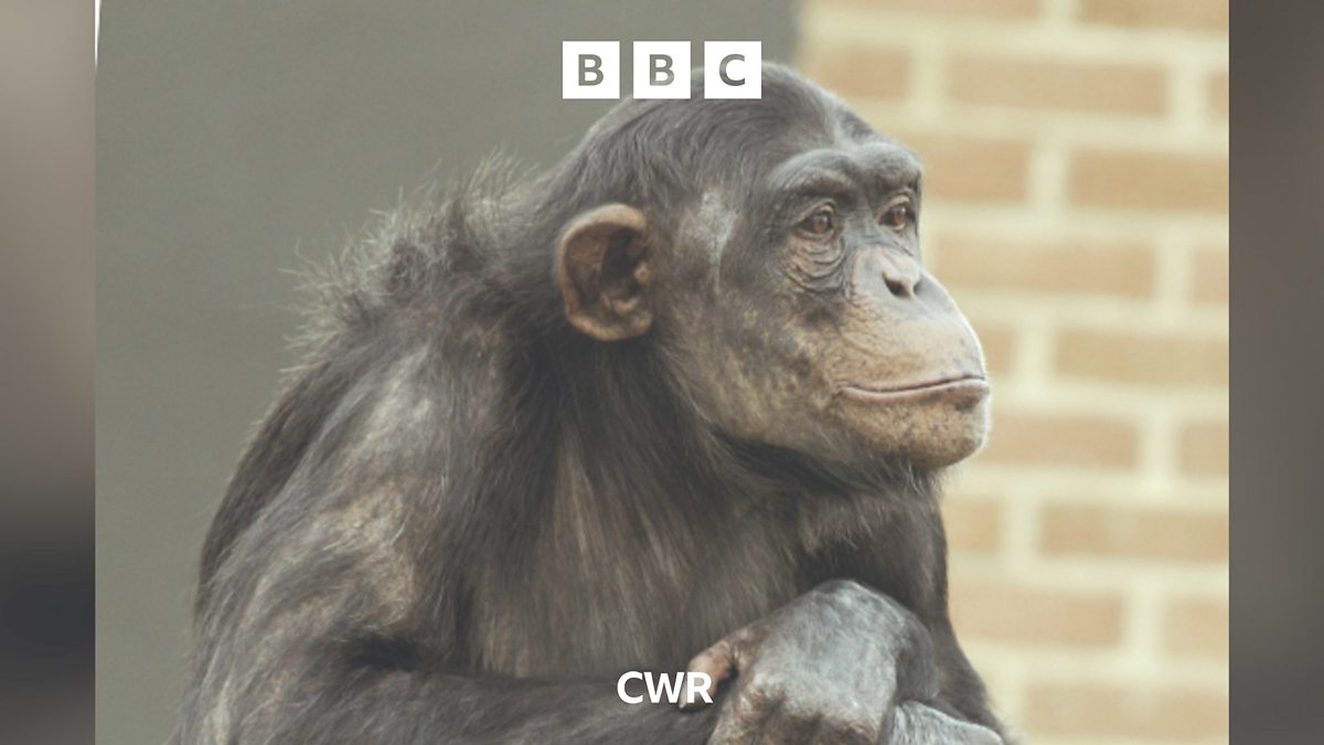 BBC CWR - BBC CWR, 32-year-old Peter the chimp is finally moving out