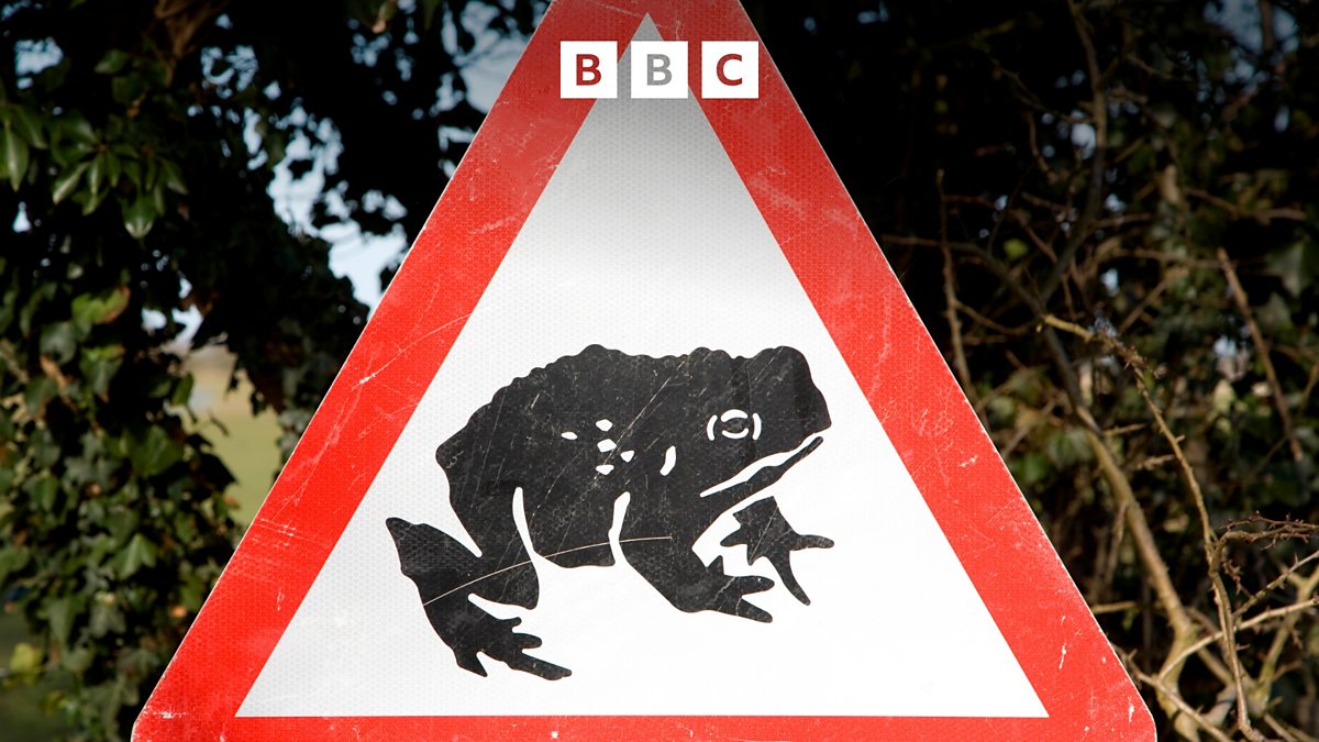 BBC Radio Surrey - BBC Radio Surrey, Help a toad across the road