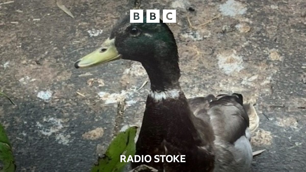 BBC Radio Stoke - BBC Radio Stoke, The Endon duck that thinks he's a cat