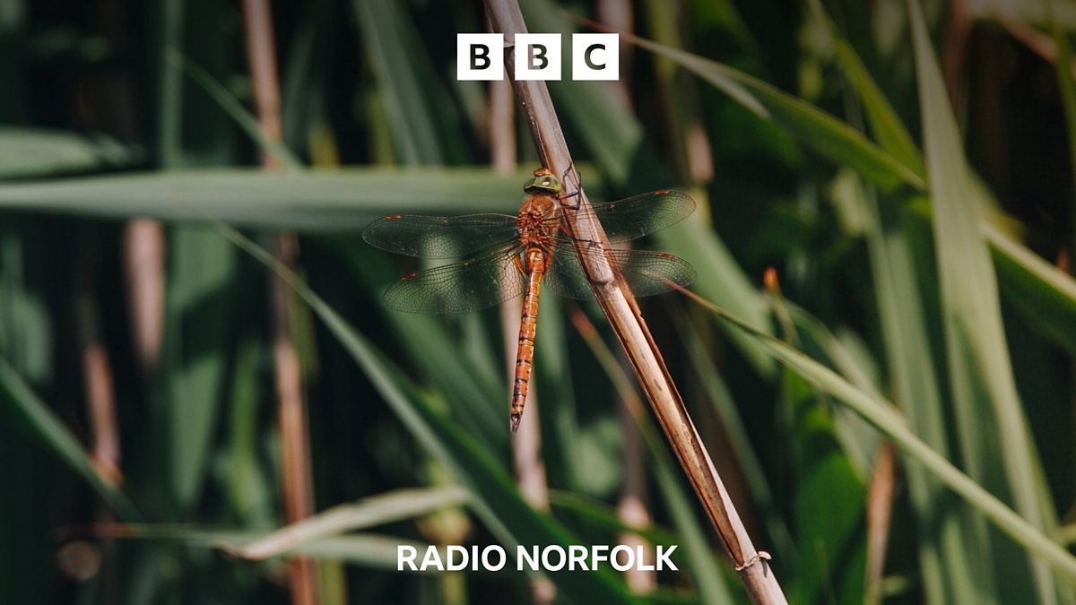 BBC Radio Norfolk - BBC Radio Norfolk, Rare dragonfly spreads its wings ...