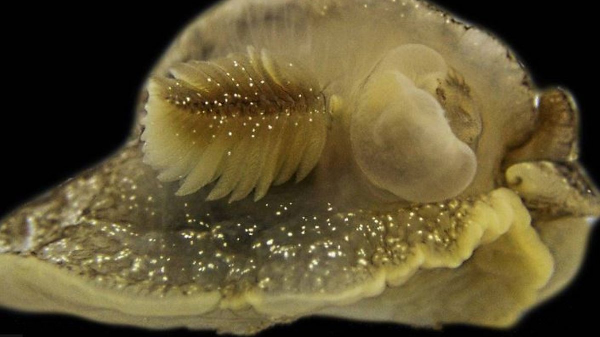 BBC Radio Cornwall - Julie Skentelbery, 06/03/2024, New species of sea ...