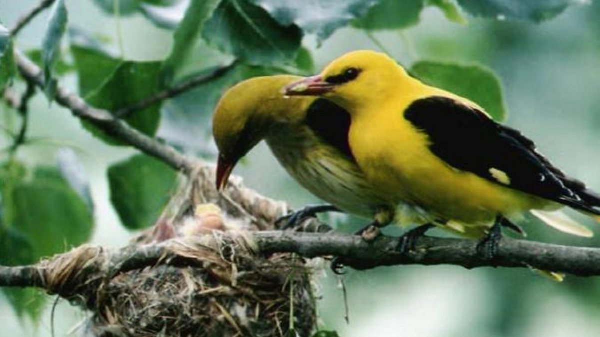 BBC World Service - Newsday, Mafia endangering songbirds in Cyprus