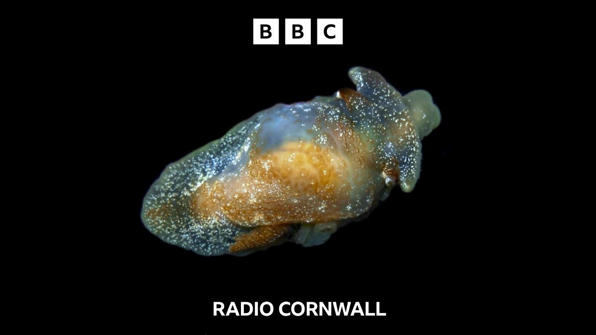 BBC Radio Cornwall - BBC Radio Cornwall, Strange creatures found off ...