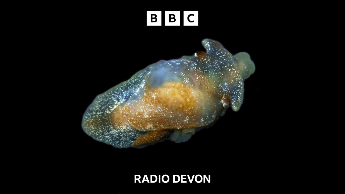 BBC Radio Devon - BBC Radio Devon, Strange creatures discovered in sea ...