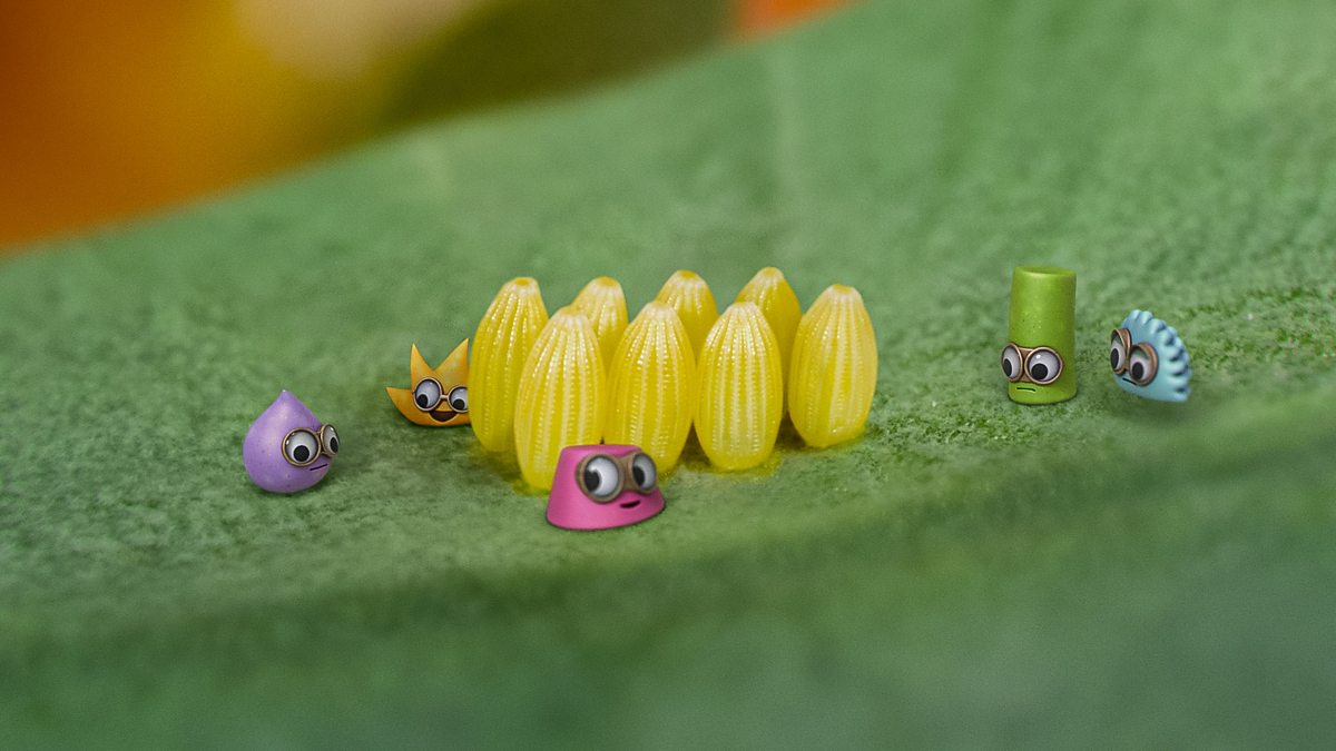 Tiny Wonders - Series 3: 4. Butterfly Egg - Signed - BBC iPlayer