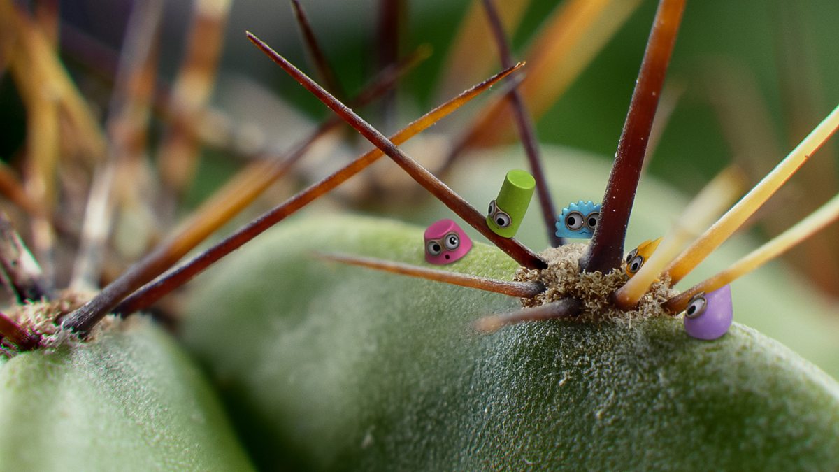 CBeebies - Tiny Wonders, Series 3, Cactus