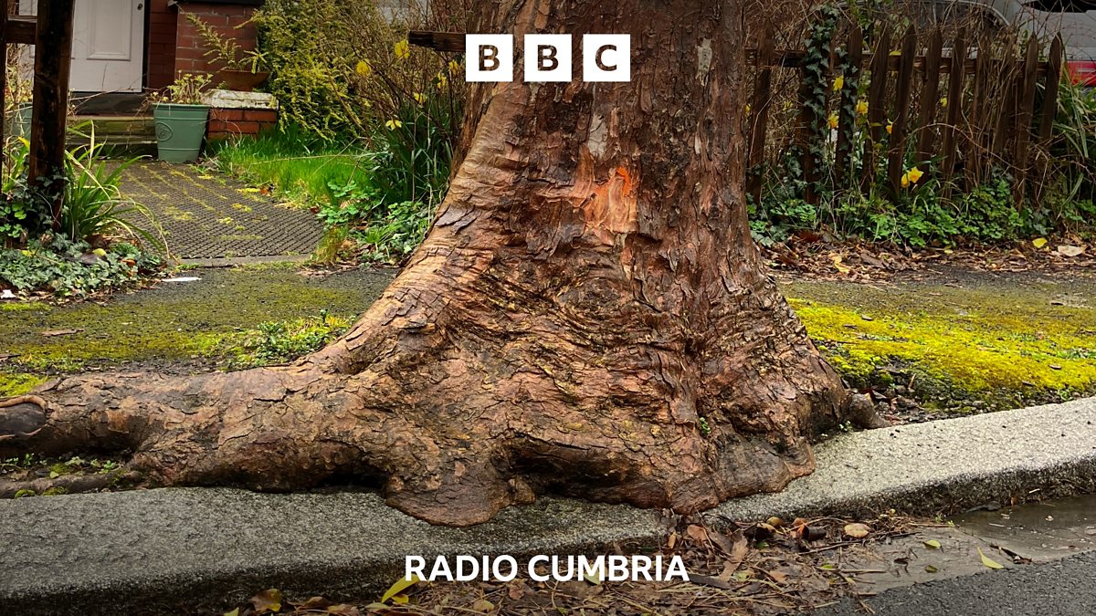 BBC Radio Cumbria - BBC RADIO CUMBRIA, Cherished Barrow trees for the chop?