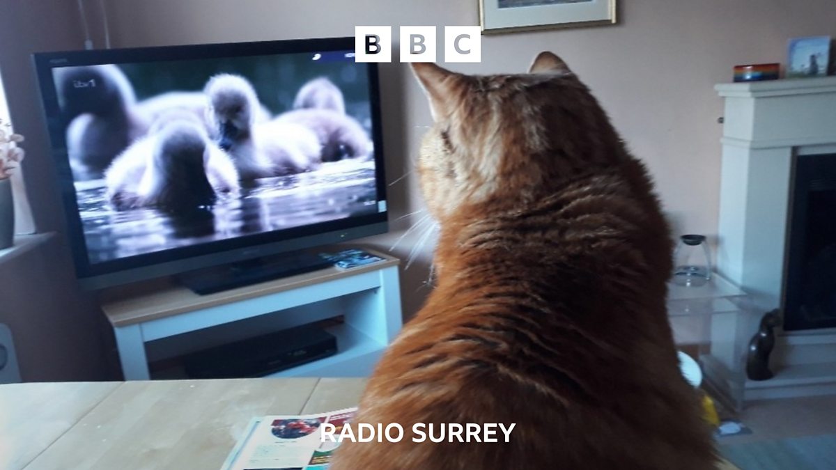 BBC Radio Surrey - BBC Radio Surrey, Home wanted for Epsom's feline ...