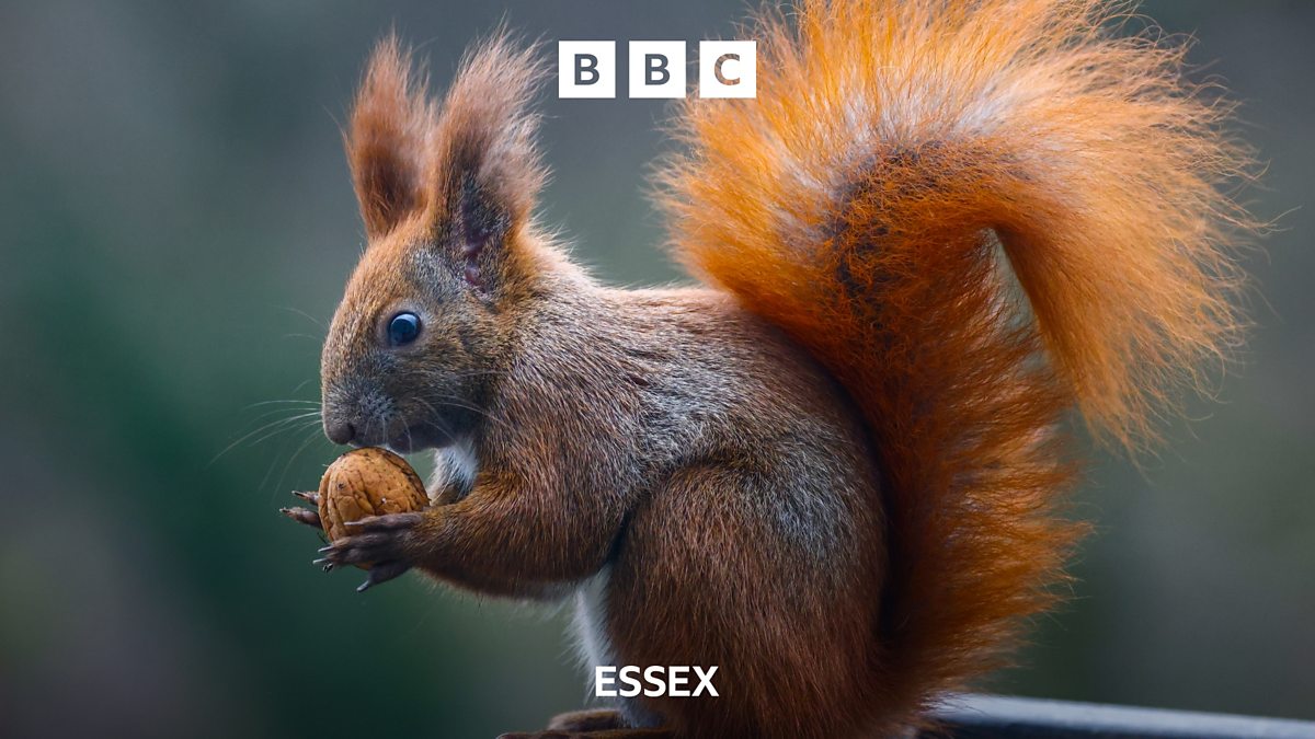 BBC Essex - BBC Essex, Red squirrels are thriving on Mersea