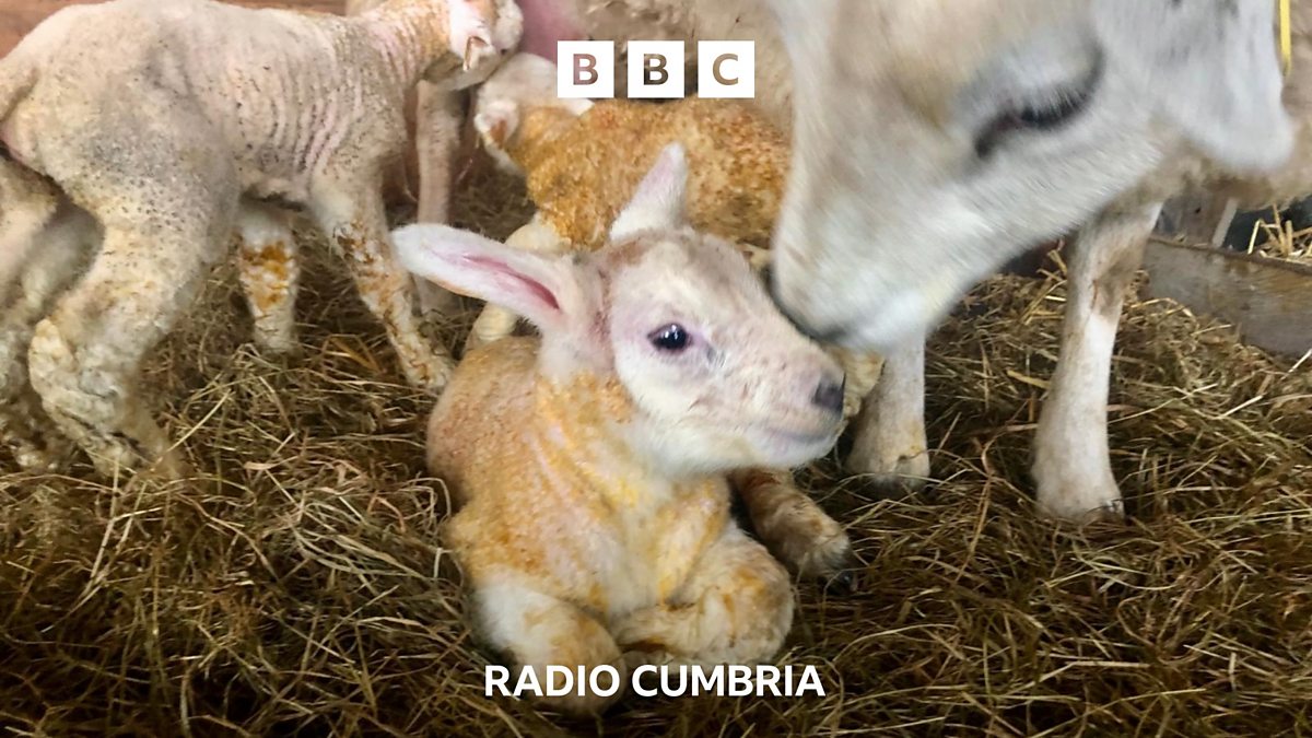 BBC Radio Cumbria - BBC RADIO CUMBRIA, The first lambs at Katie's farm