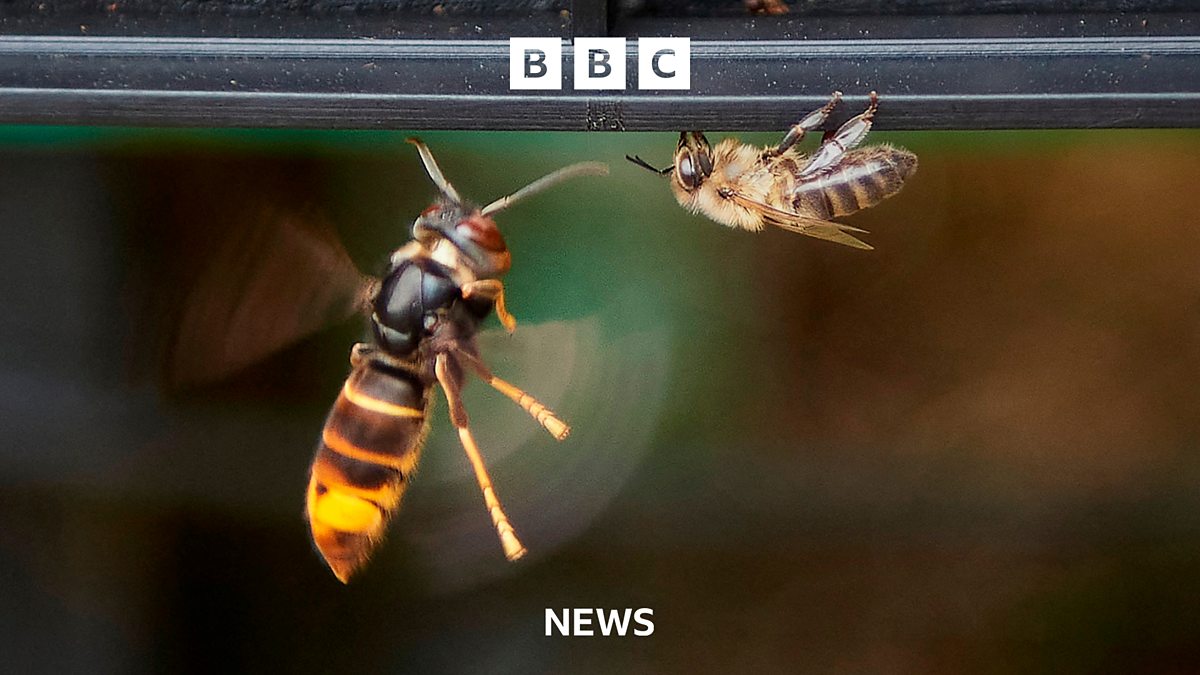 BBC Radio Kent - BBC Radio Kent, Asian Hornet spotted near Canterbury