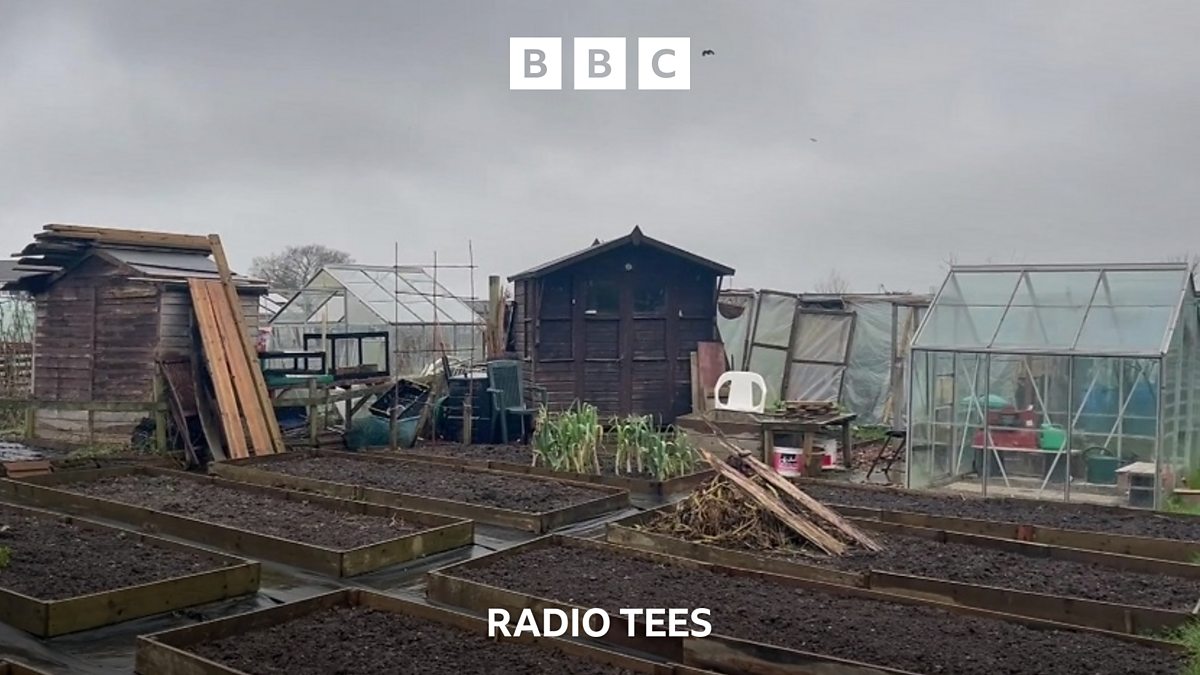 BBC Radio Tees - BBC Radio Tees, Saving Great Ayton allotments "life ...