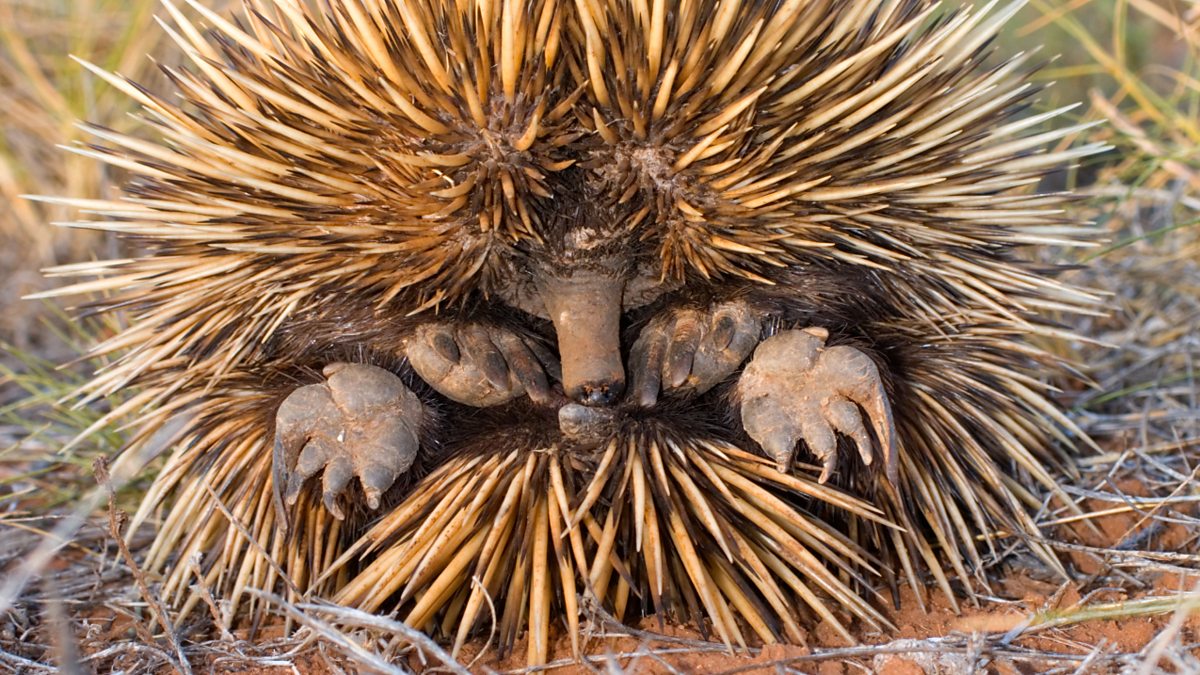 BBC One - Mammals - Making Mammals: Born to survive, built to thrive