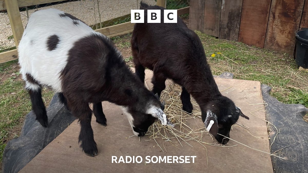 BBC Radio Somerset - BBC Radio Somerset, Secret Somerset: Larry and Barry the therapy goats