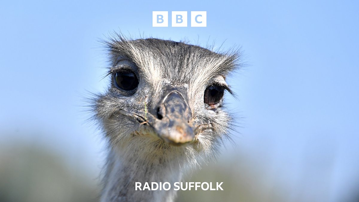 BBC Radio Suffolk - BBC Radio Suffolk, Have you seen the missing rhea ...