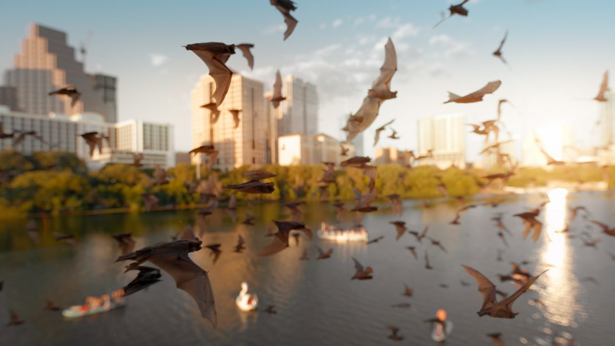 BBC One - Mammals, Series 1, Dark, Bats congregate in Austin, Texas