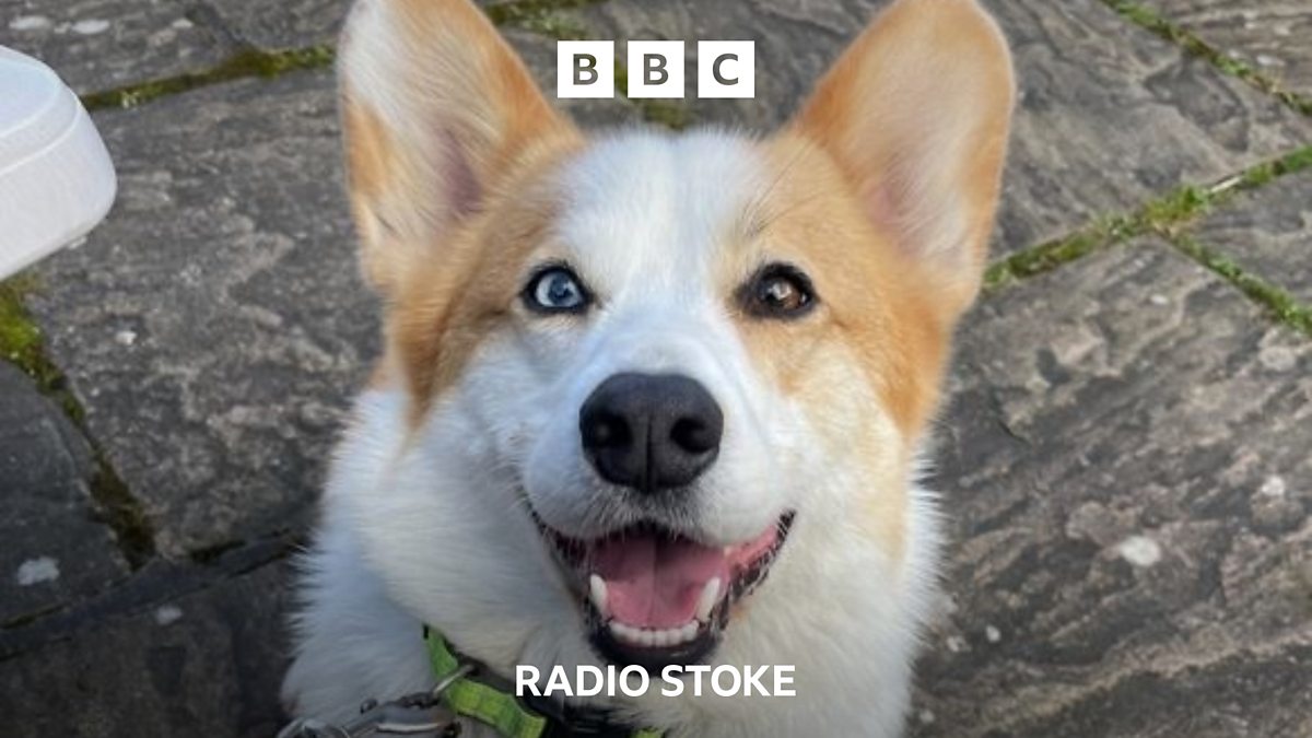 BBC Radio Stoke - BBC Radio Stoke, The 'dog borrower' of Crewe
