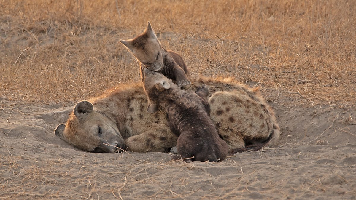 BBC One - Mammals - Seeing a softer side to hyenas
