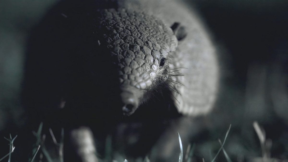 BBC One - Mammals - Filming one of the most unusual mammals in the world