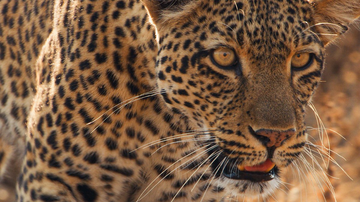 BBC One - Mammals, Series 1, Dark