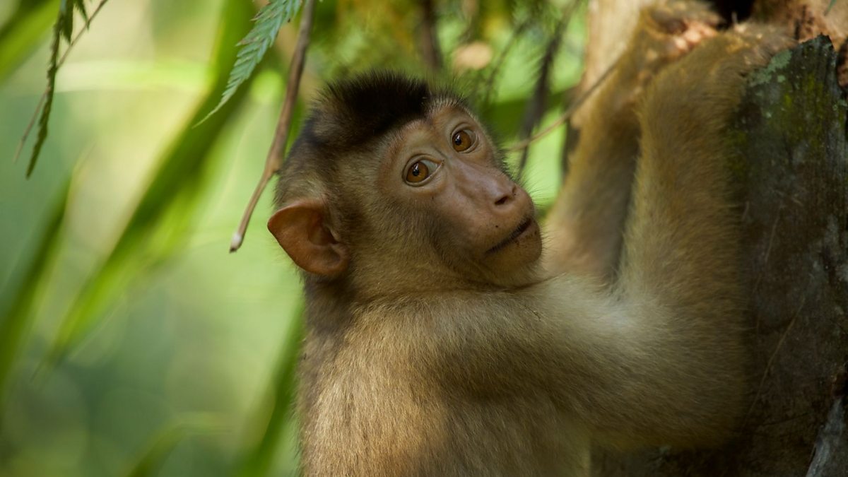 BBC One - Mammals - Palm oil pest control and raining rats!