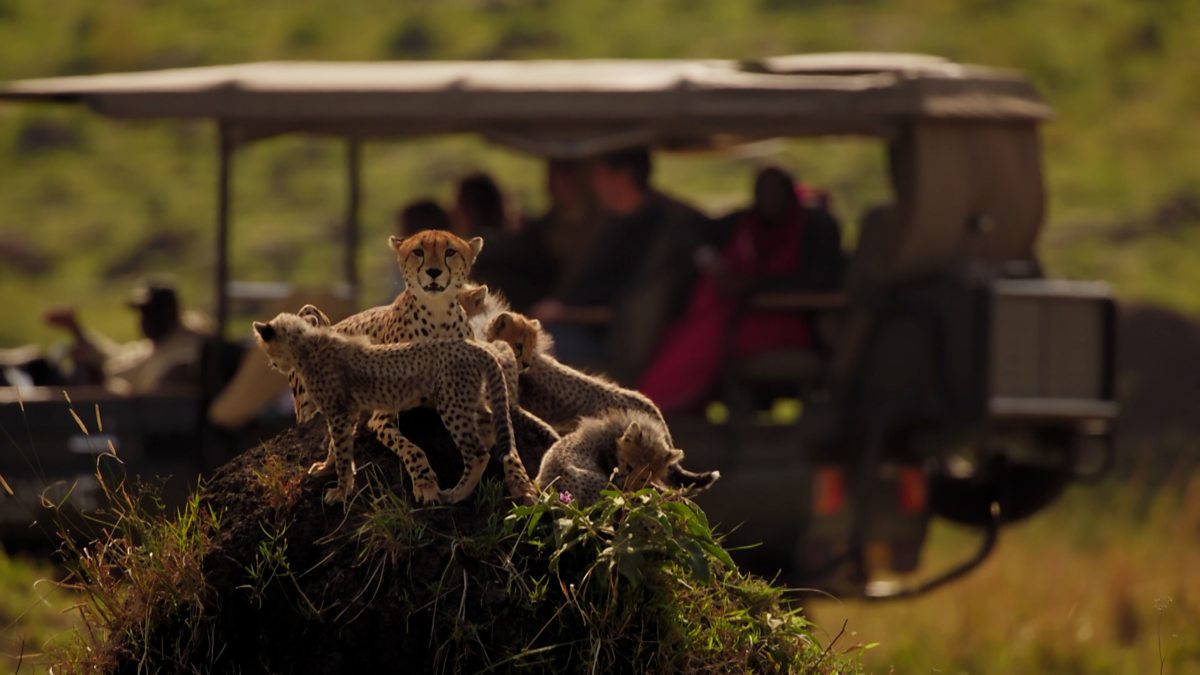 BBC One - Mammals, Series 1, The New Wild, Loving cheetahs to death