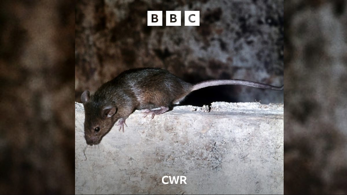 BBC CWR - BBC CWR, Rat infestations on the rise in Coventry and ...