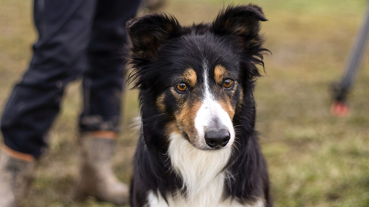 BBC One - Sheepdog Showdown