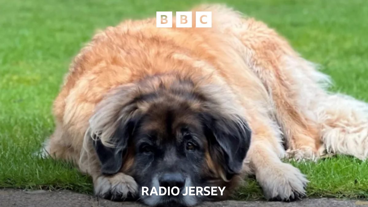 BBC Radio Jersey - BBC Radio Jersey, Dog dies after swallowing ...