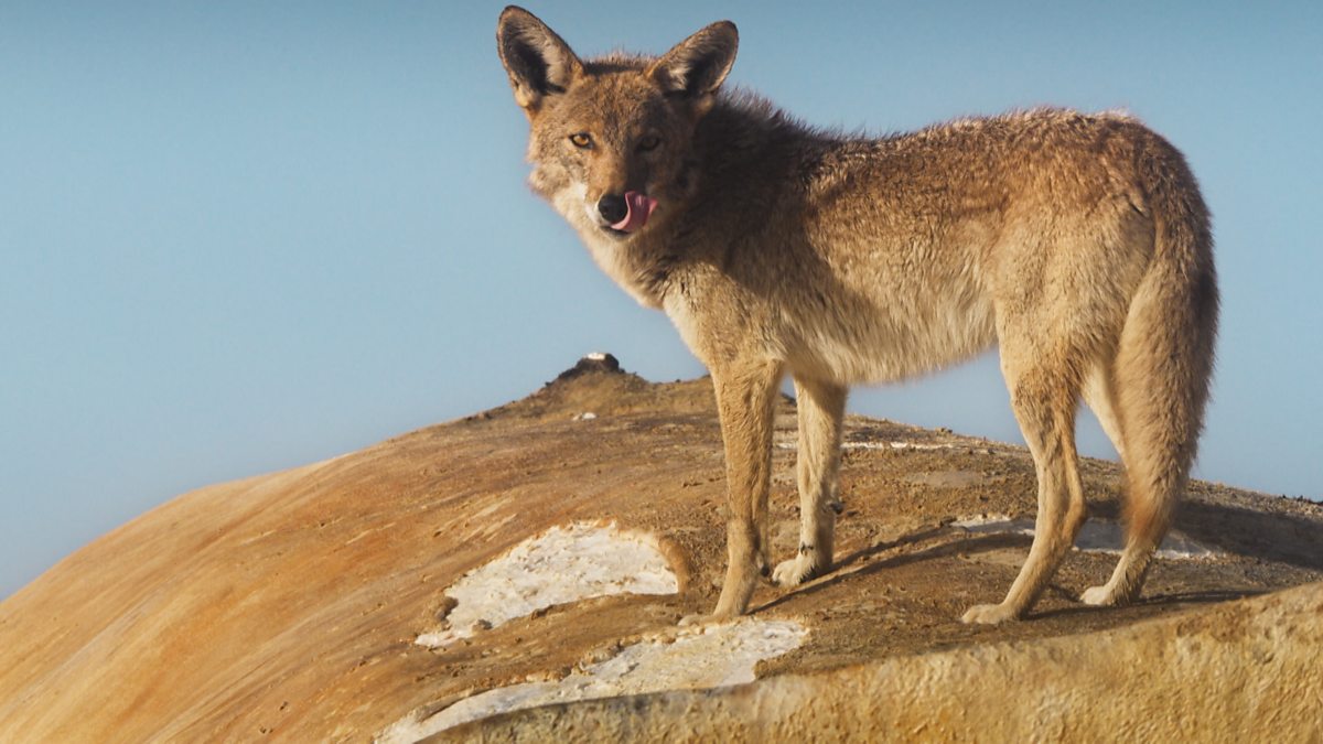 BBC One - Mammals, Series 1, Water, A coyote discovers a huge ocean bounty