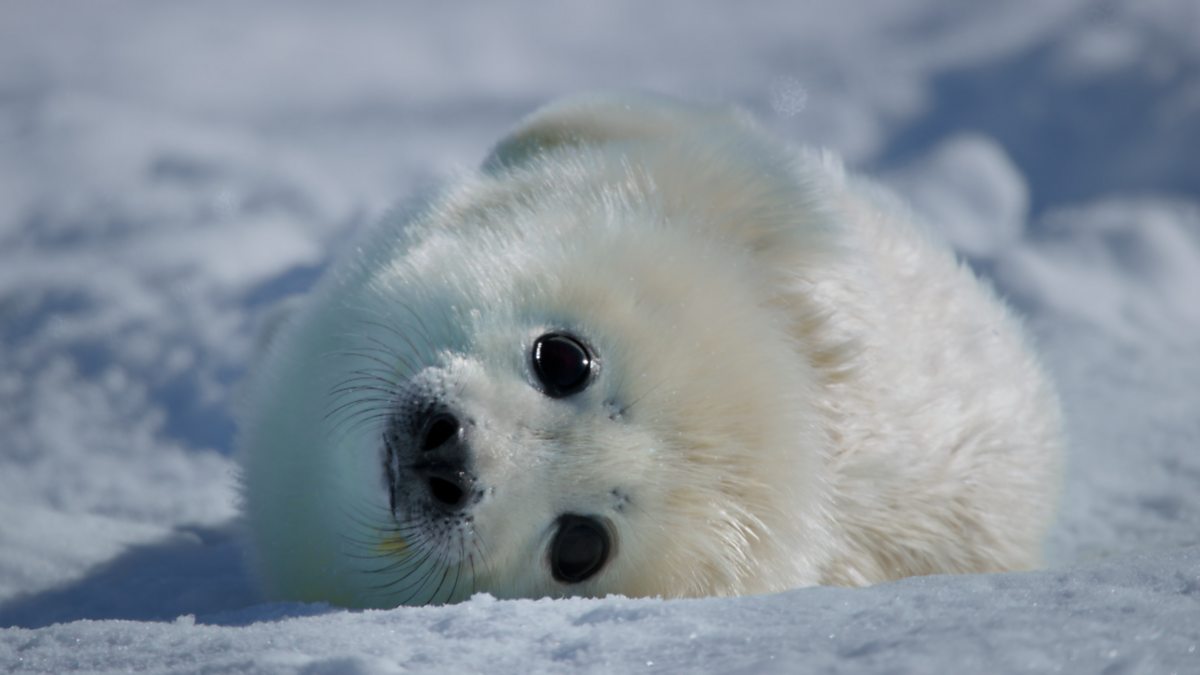 BBC One - Mammals, Series 1, Water, Next time on Mammals… Cold