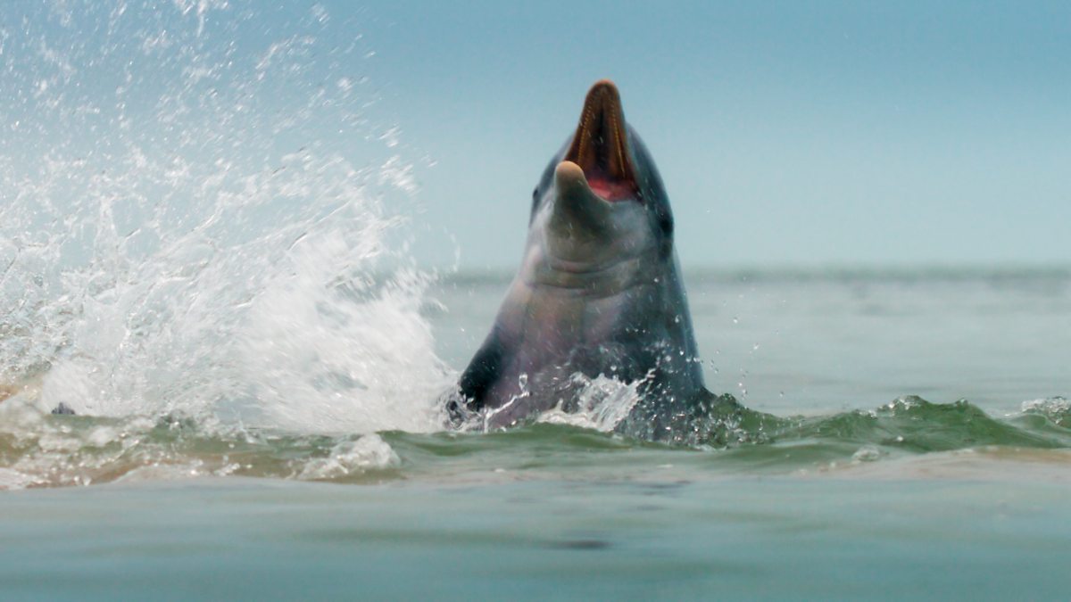 BBC One - Mammals, Series 1, The New Wild, Next time on Mammals… Water