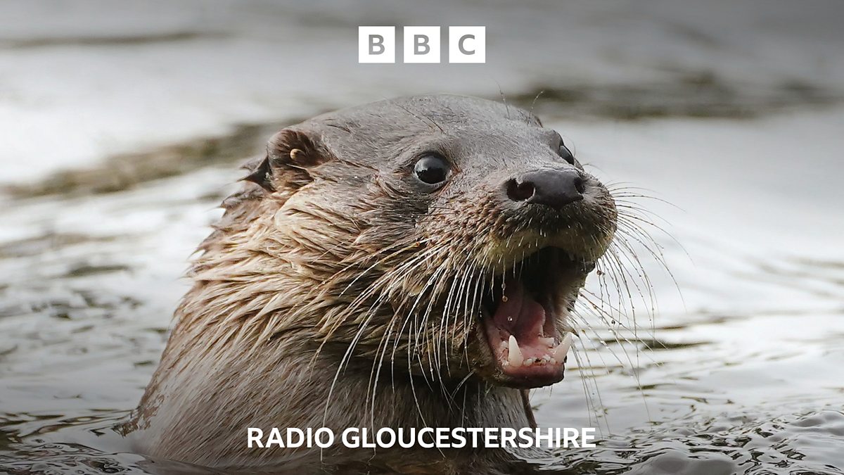 BBC Radio Gloucestershire - BBC Radio Gloucestershire, Otter family ...