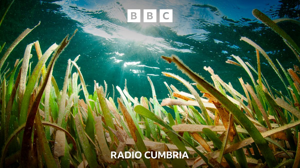 BBC Radio Cumbria - BBC RADIO CUMBRIA, Barrow seagrass, a growing success