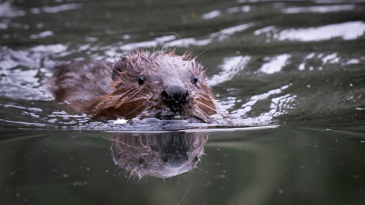BBC Radio Cornwall - James Churchfield, James Dundon sits in (11/04 ...