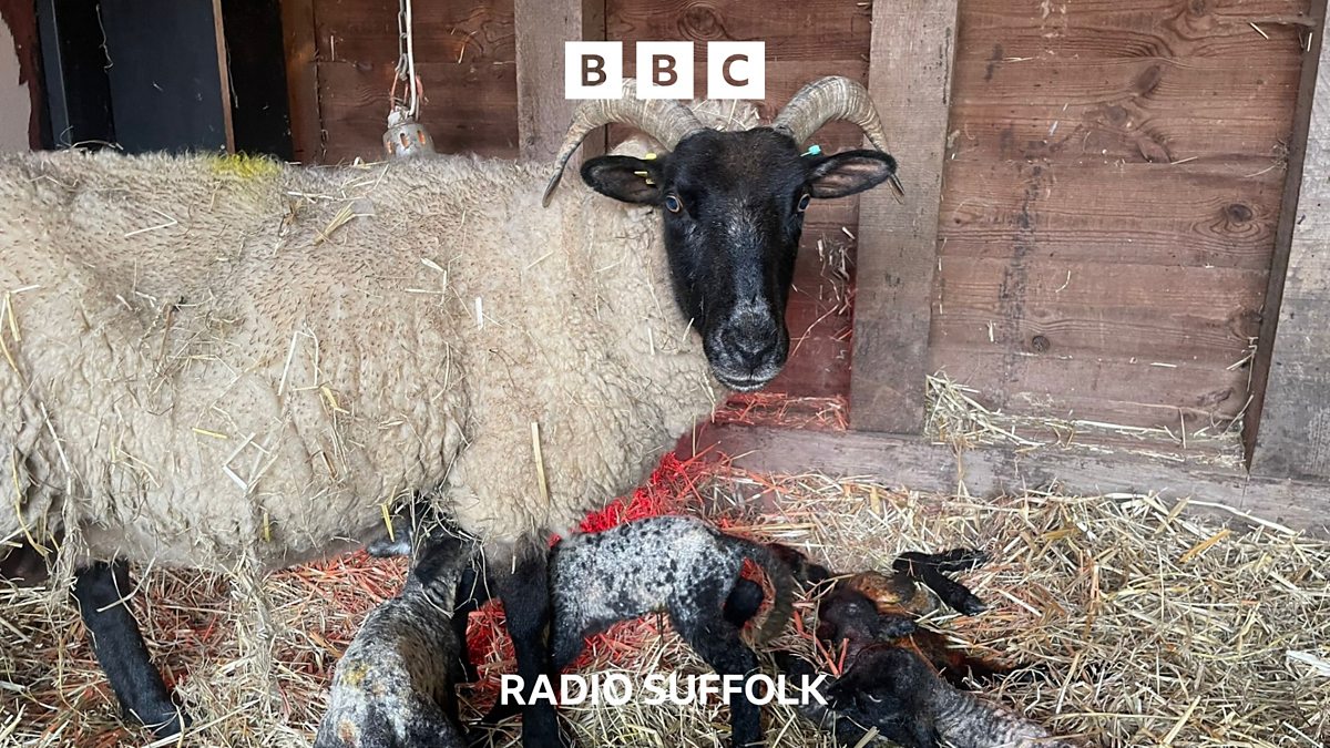 BBC Radio Suffolk - BBC Radio Suffolk, ‘Miracle’ quintuplet lambs born at Kentwell Hall