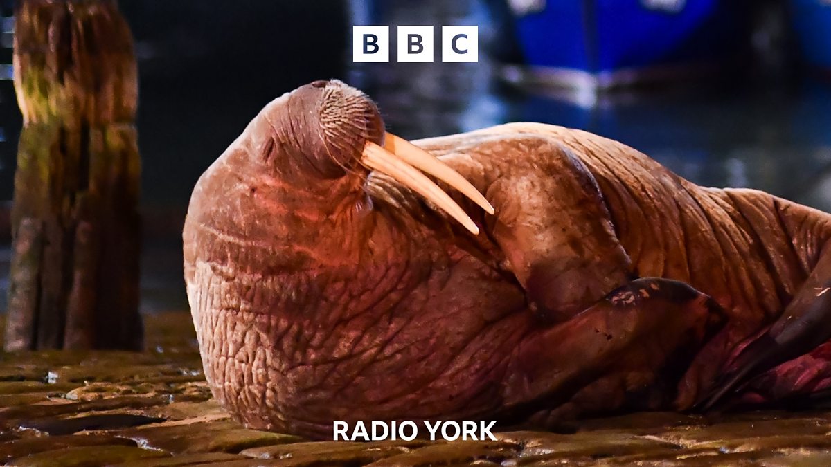 BBC Radio York - BBC Radio York, Scarborough photographer wins award ...