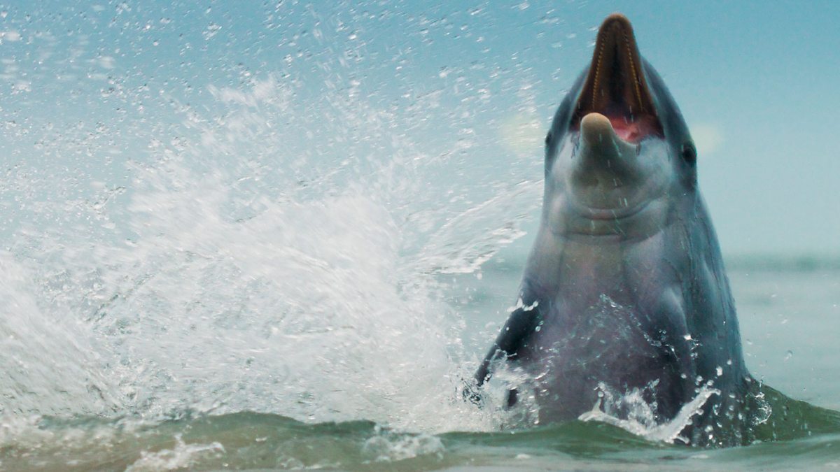 BBC One - Mammals, Series 1 - Clips