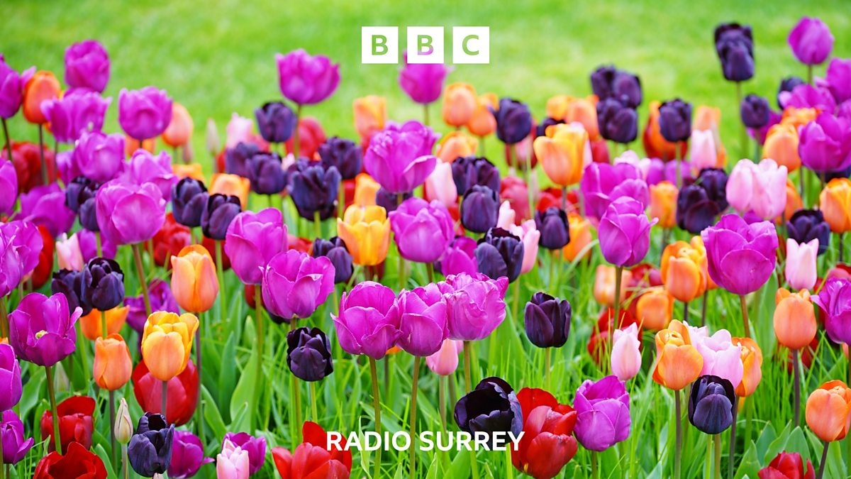 BBC Radio Surrey - BBC Radio Surrey, Where to see 20,000 tulips near ...