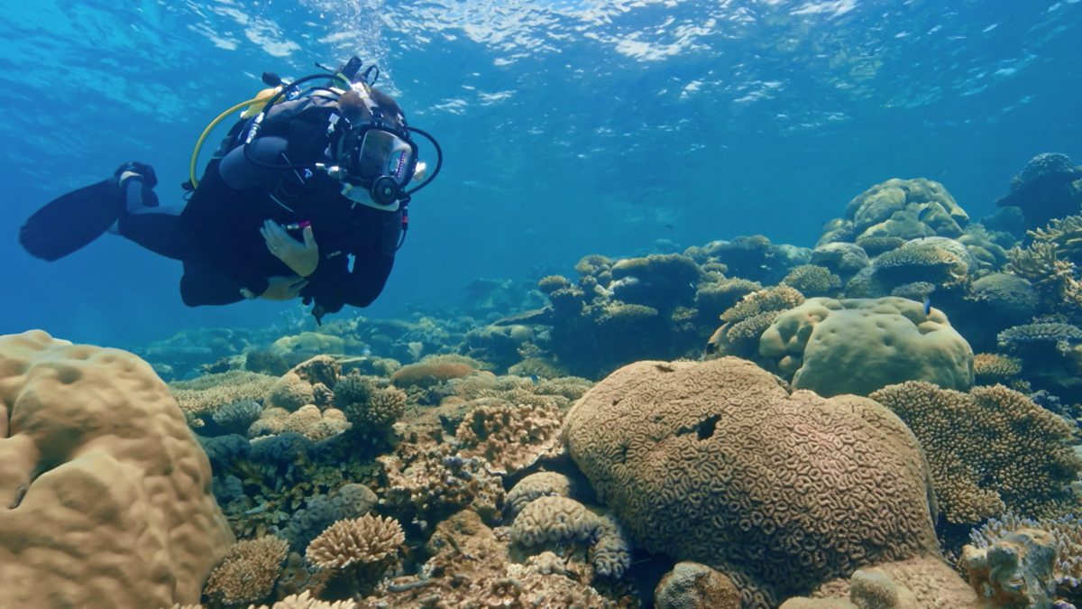 BBC One - Our Changing Planet, Restoring Our Reefs, Coral reefs ...