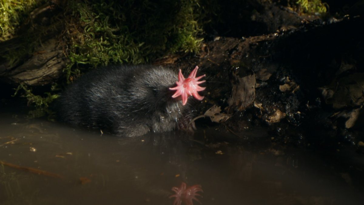 BBC One - Mammals, Series 1, Water, The star-nosed mole