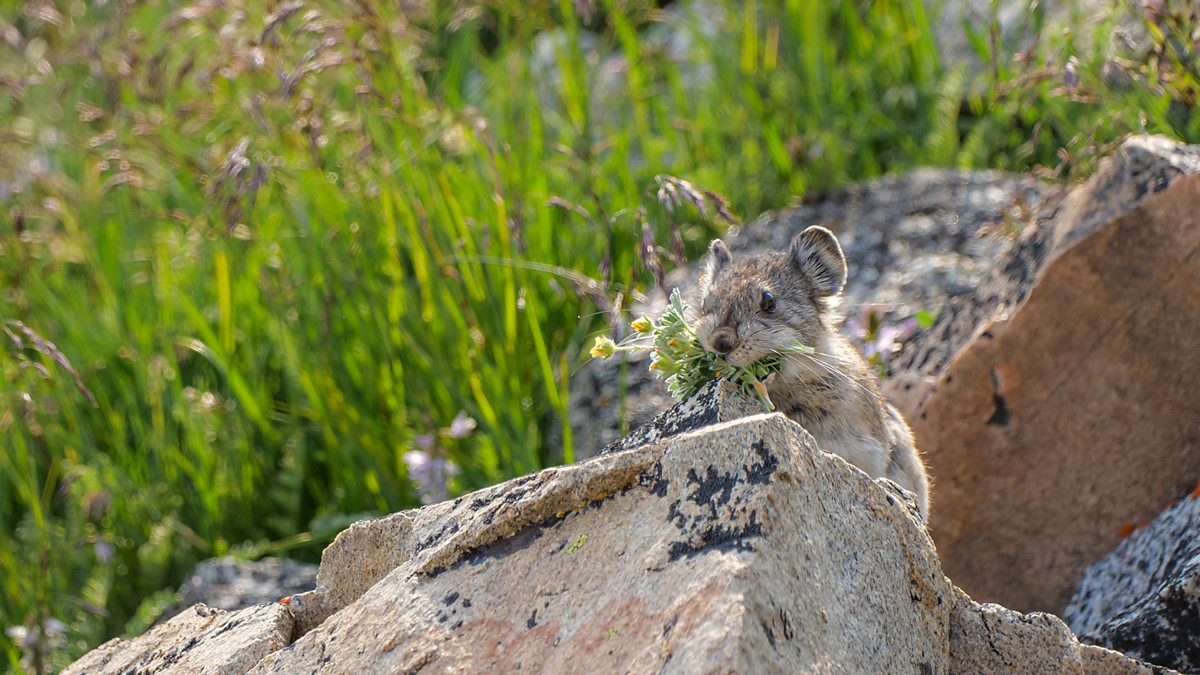 X Inactivation Mammals