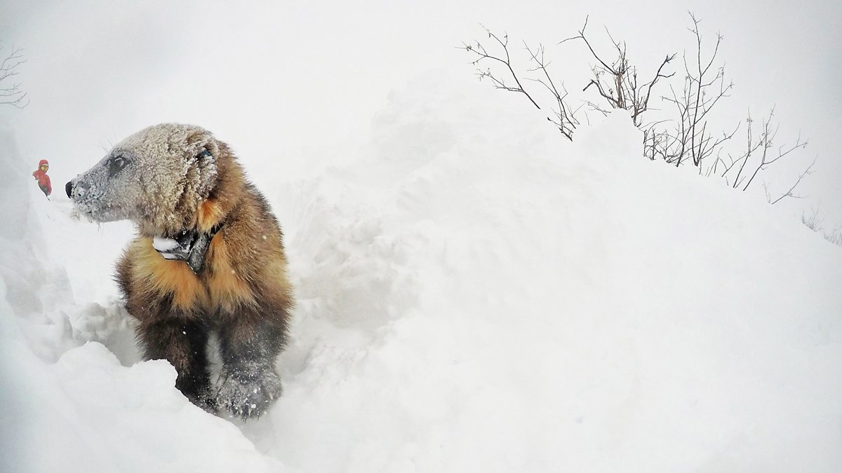 BBC One - Mammals - Uncovering the world of the wolverine